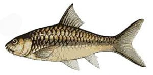 Blue Mahseer - Stracheyi Mahseer - Thai Fish Species