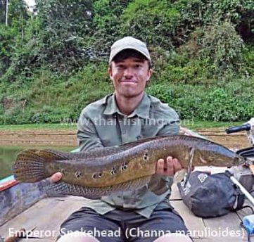 Snakehead (Fish) - Channidae - Thai Fish Species