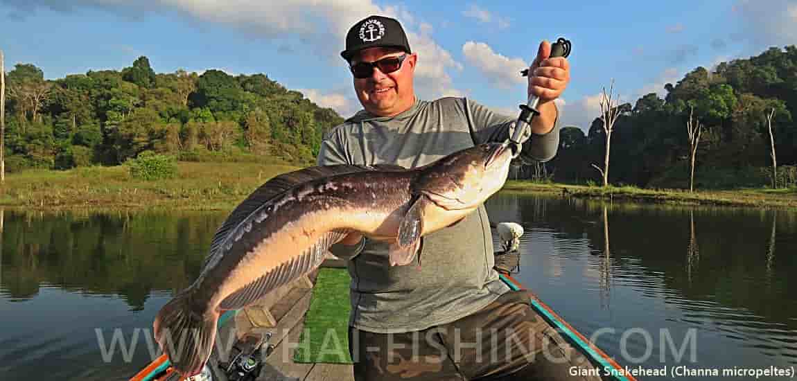 Snakehead (Fish) - Channidae - Thai Fish Species