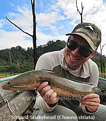 Snakehead (Fish) - Channidae - Thai Fish Species